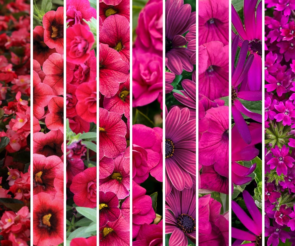 Add a Splash of Magenta to Your Michigan Garden Add a Splash of Viva ...