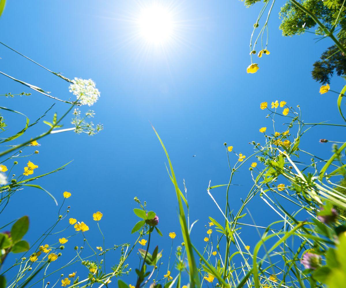 Natural Landscaping Designs: Pros & Cons 3 Pros and Cons of Natural ...