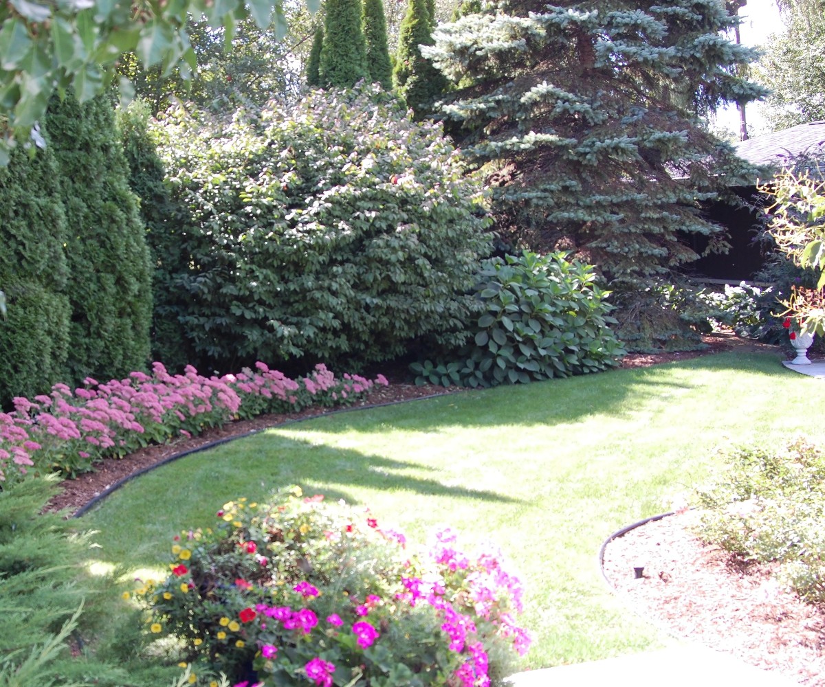 5 Evergreens to Plant to Make Your Landscape Pop in Michigan | Bay ...