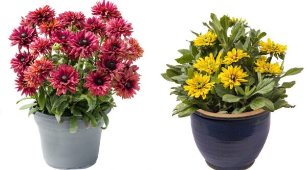 Rudbeckia is the Perennial of the Year | Bay Landscaping