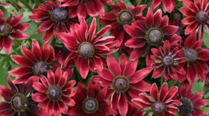 Rudbeckia is the Perennial of the Year | Bay Landscaping