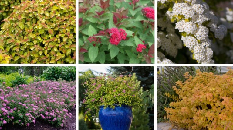 What is Year of the Spirea? | Bay Landscaping