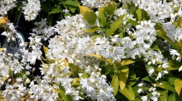 Five Best Flowering Shrubs for Mid-Michigan Yards | Bay Landscaping