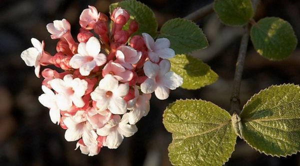 Five Best Flowering Shrubs for Mid-Michigan Yards | Bay Landscaping