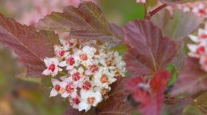 Five Best Flowering Shrubs for Mid-Michigan Yards | Bay Landscaping