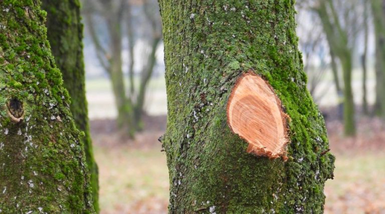 When and Why to Limb Up Trees | Bay Landscaping