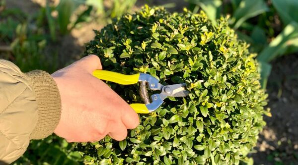 What Shape Should My Shrubs Be? How to Choose the Right Shape for Your ...